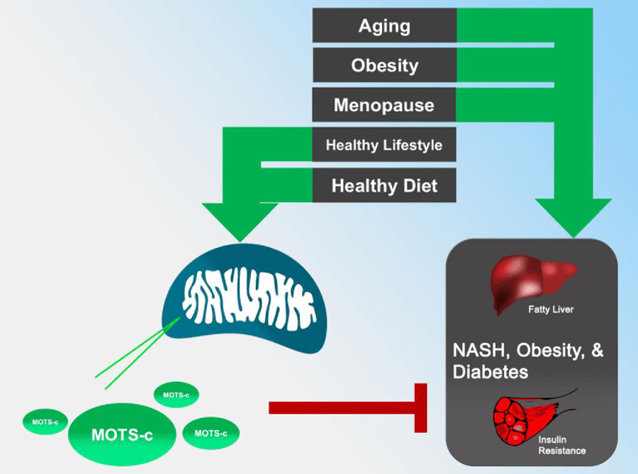 MOTS-c Peptide