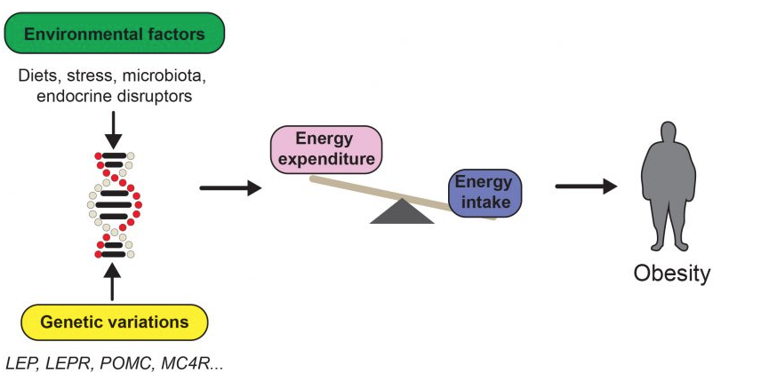 Setmelanotide for Weight Loss in Tempe, AZ - TransformYou