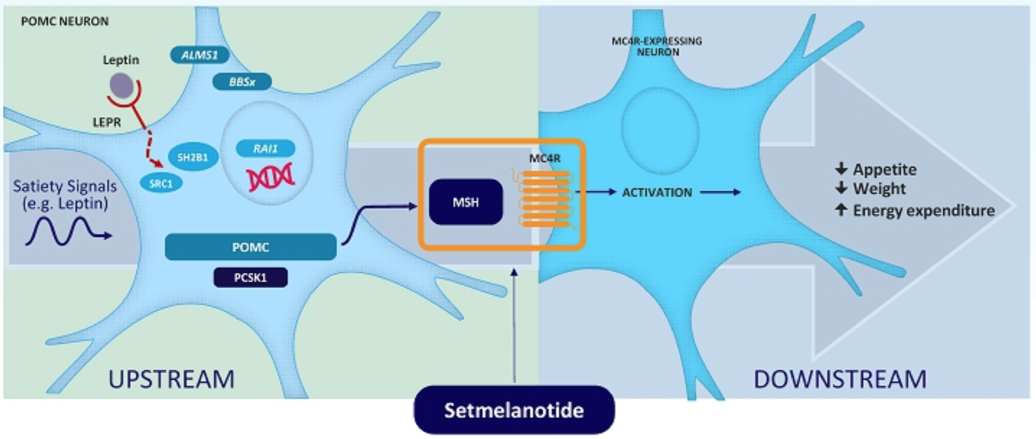 Setmelanotide for Weight Loss in Tempe, AZ - TransformYou