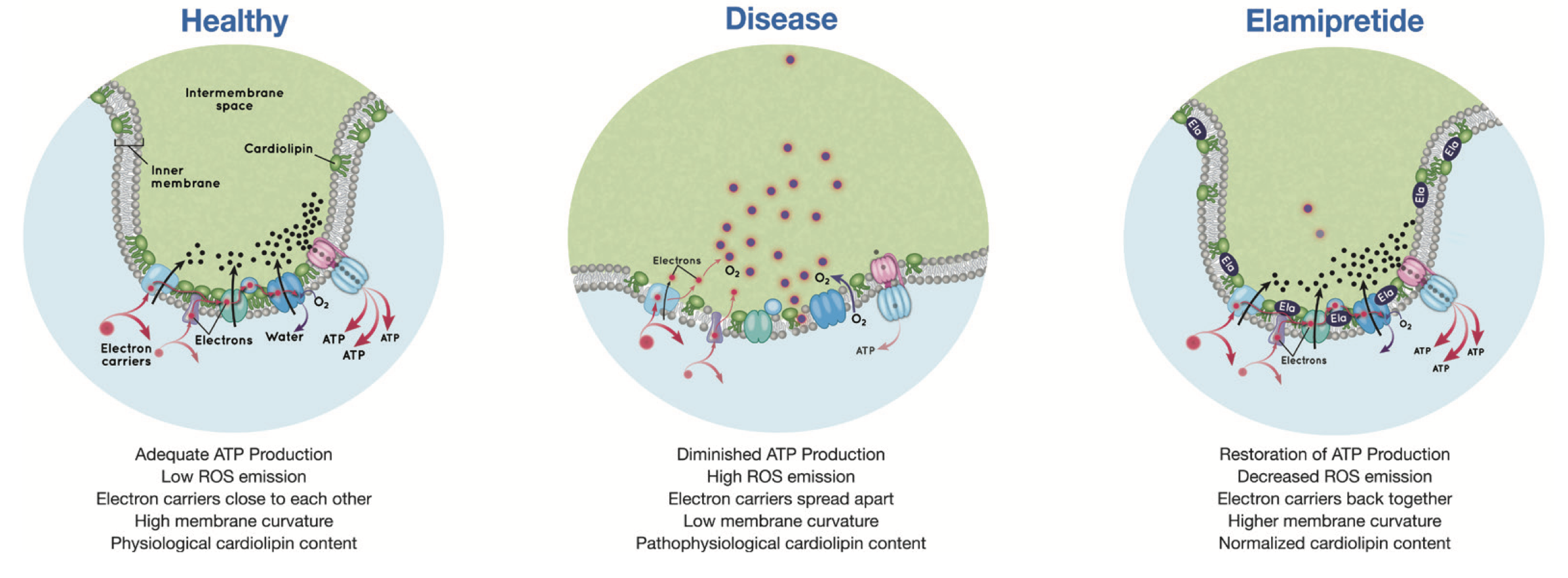 Elamipretide SS-31 Peptide