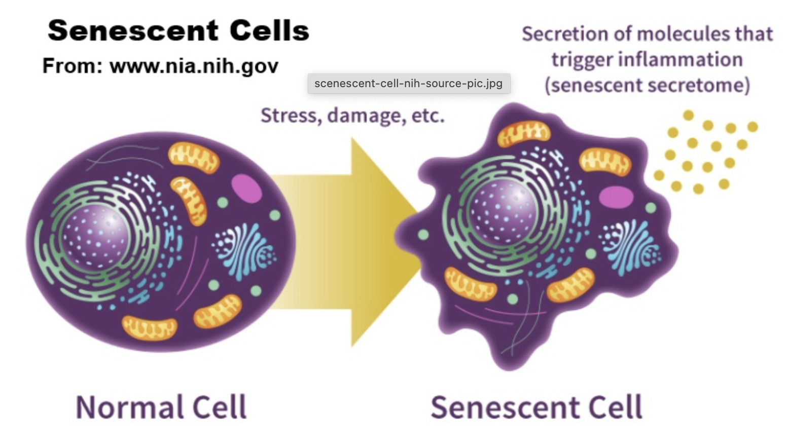 Understanding Senolytics Side Effects: What to Know Before Taking Anti ...